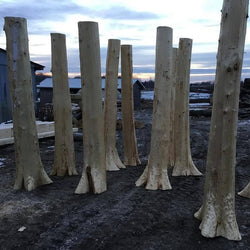 Cedar Stumps - Homestead Timbers